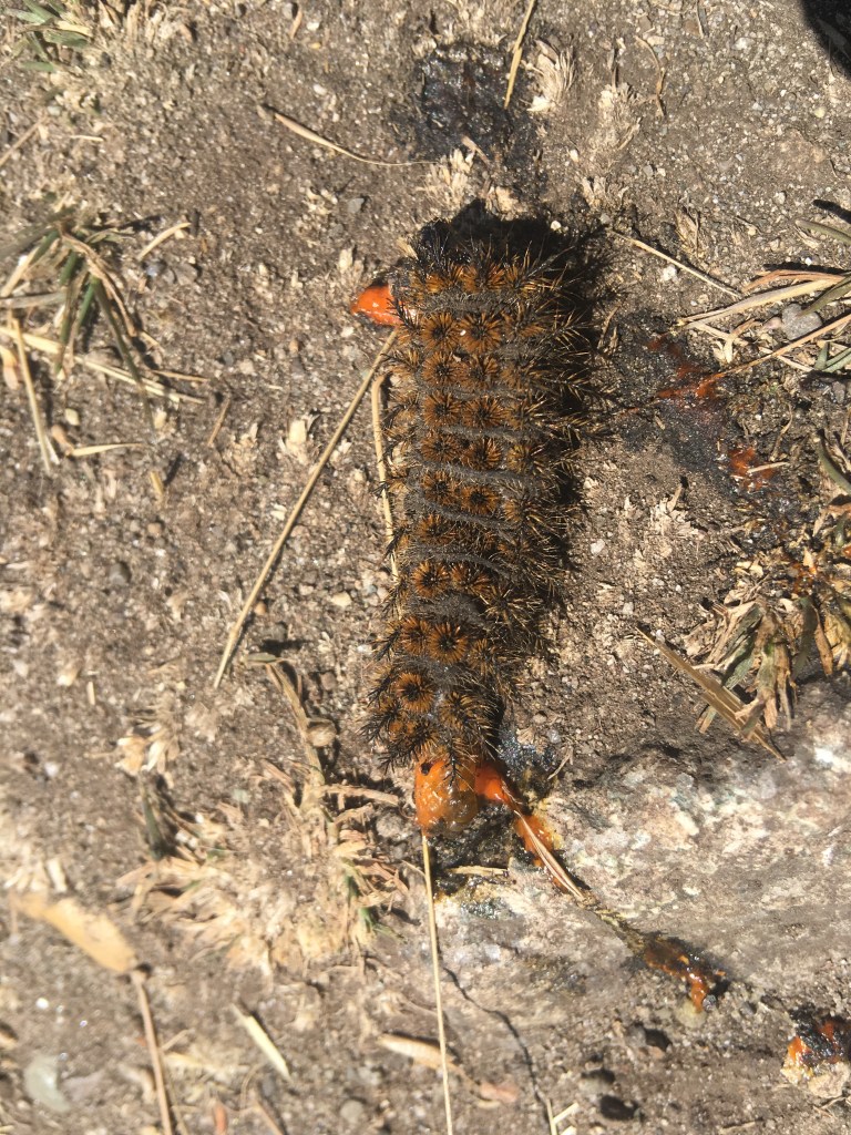 Sheep Moth Larvae (Hemileuca eglanterina) | Bugging You From San Juan ...