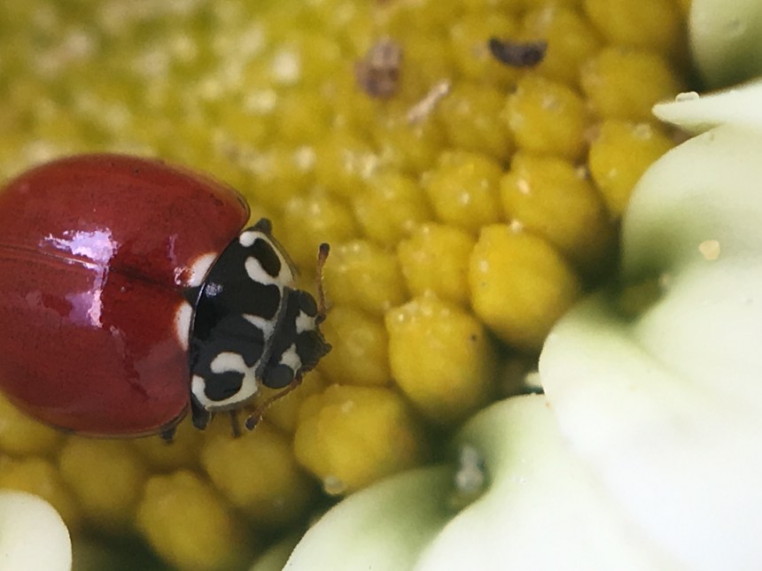 Western Blood-red Lady Beetle | Bugging You From San Juan Island