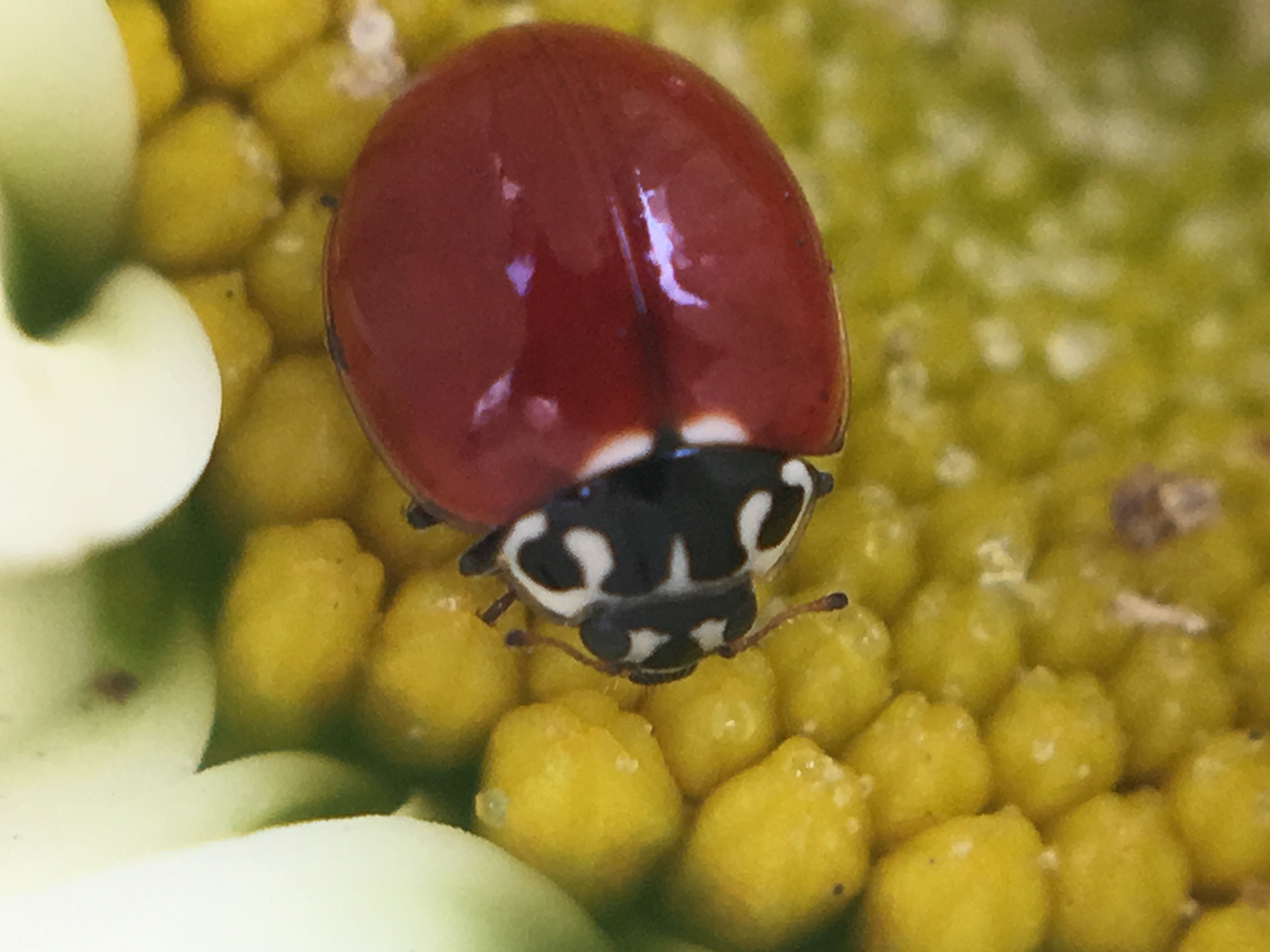 Western Blood-red Lady Beetle | Bugging You From San Juan Island