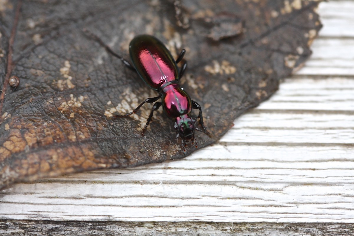 Forest Co-habitating Microfauna | Bugging You From San Juan Island