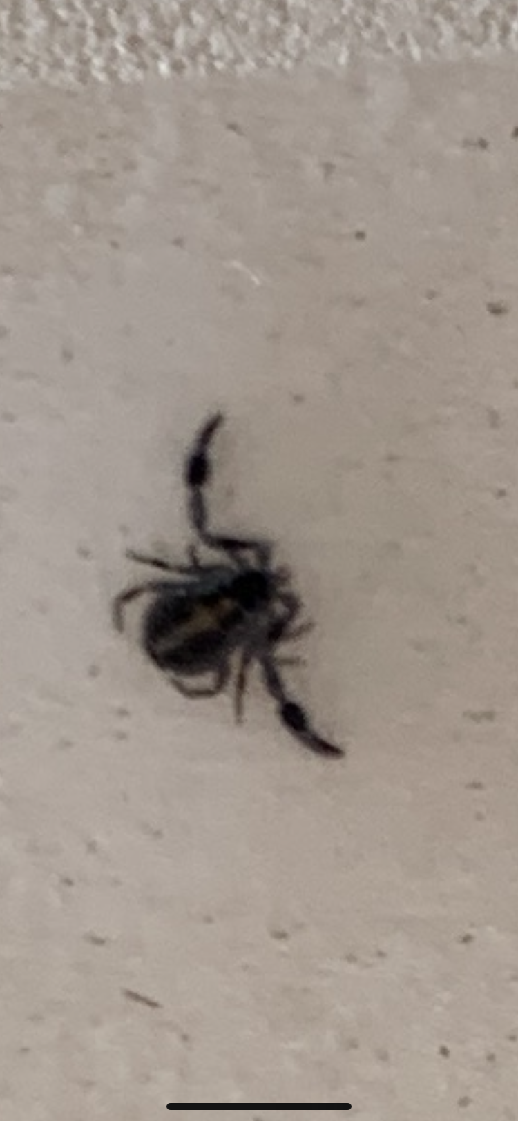 The House Pseudoscorpion (Cheliferidae cancroides) | Bugging You From ...