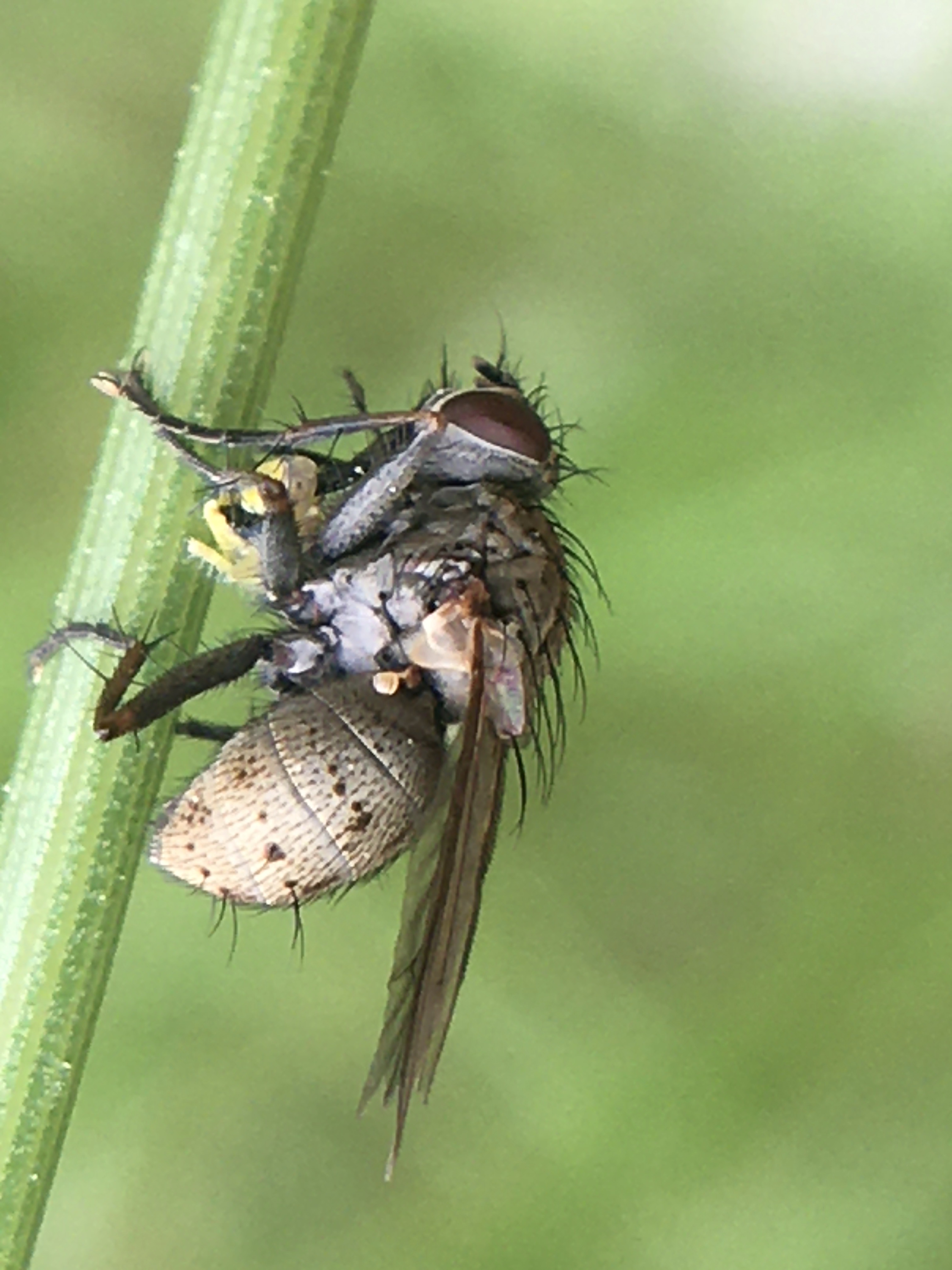 Tiger Fly (Coenosia sp.) with prey | Bugging You From San Juan Island